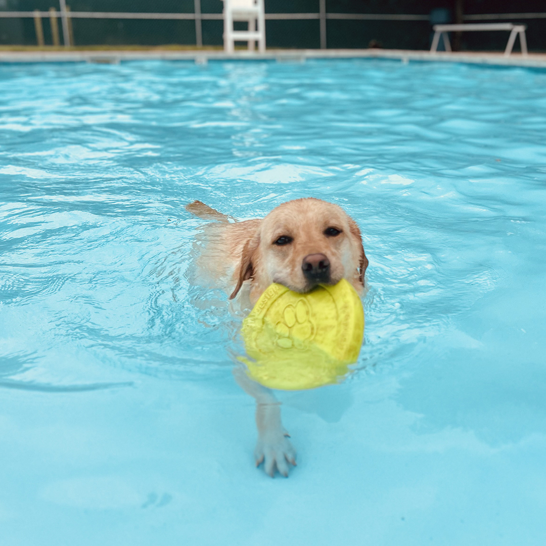 Paws in the Pool 2025 - Philly J